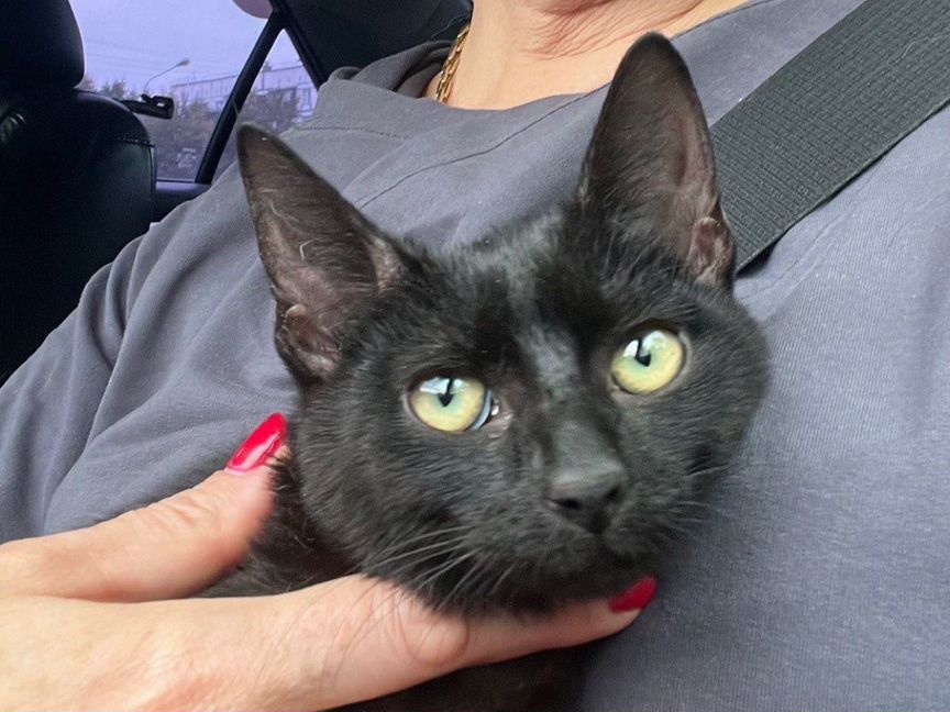 Котенок Черныш, мечтающий о хозяине и друге, в дар