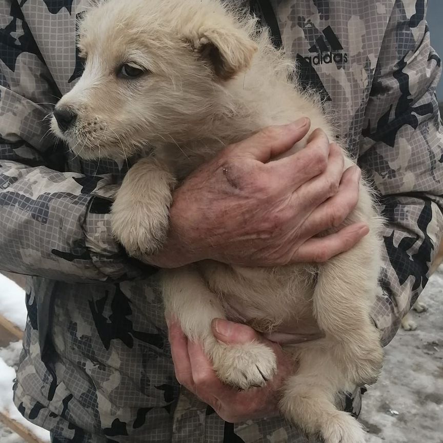 Собака в добрые руки