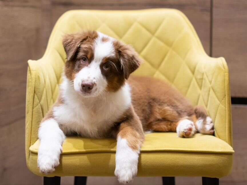 Любителям синнабон аусси по кличке Корица