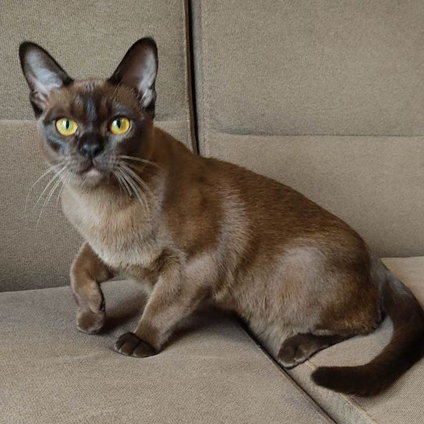 Европейский бурманский котёнок