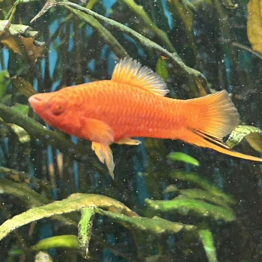 Самец меченосец