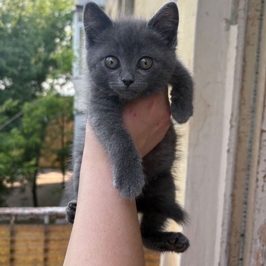 Британский короткошёрстный котёнок