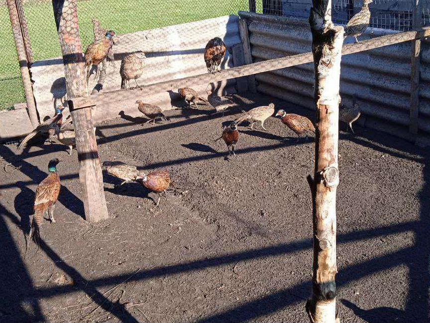 Продажа фазанов