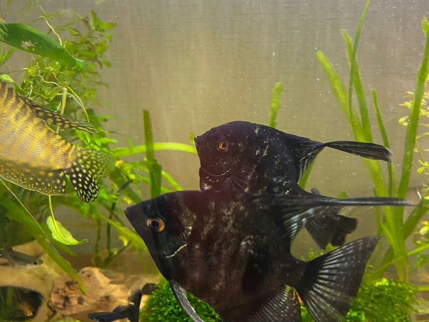 Скалярии, самцы