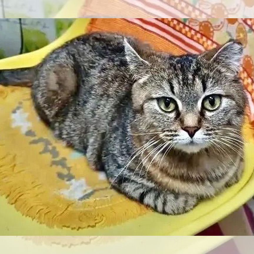 Британская короткошёрстная, взрослая кошка