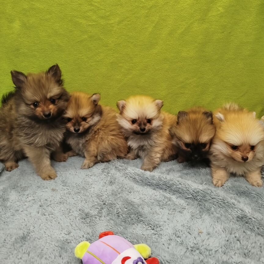 Померанский шпиц, щенок