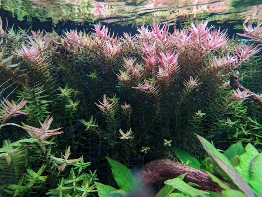 Аквариумные растения