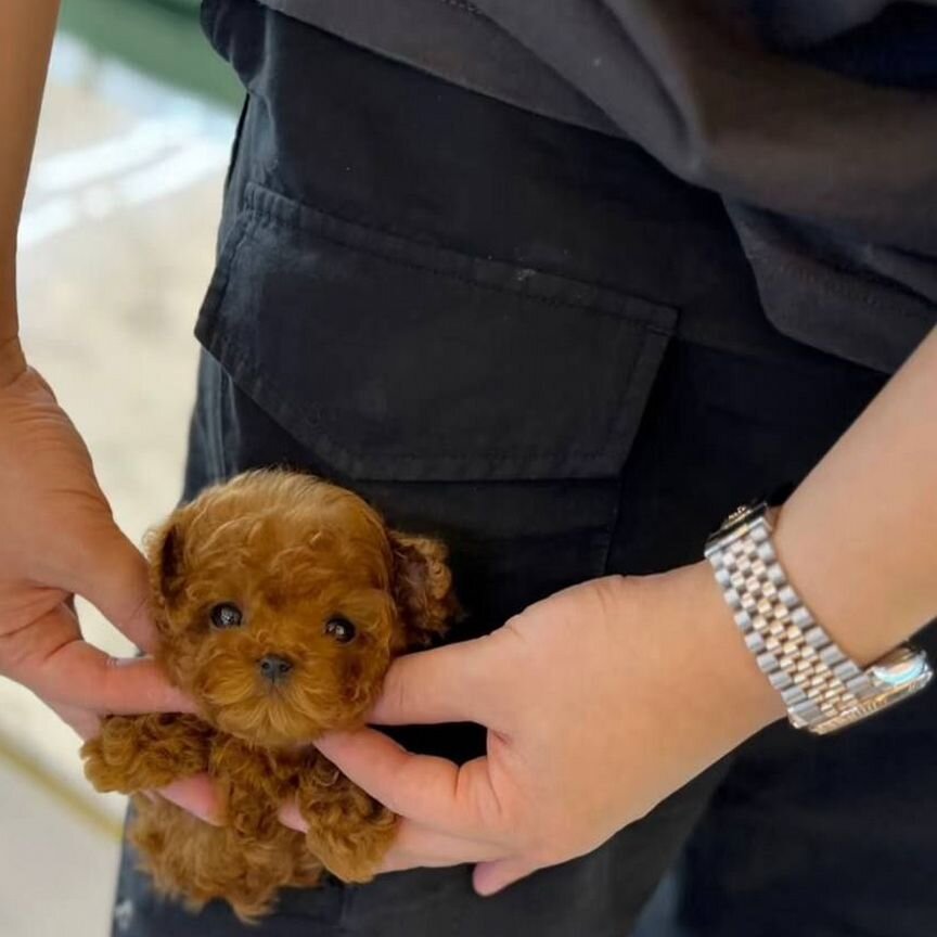 Мальтипу, щенок