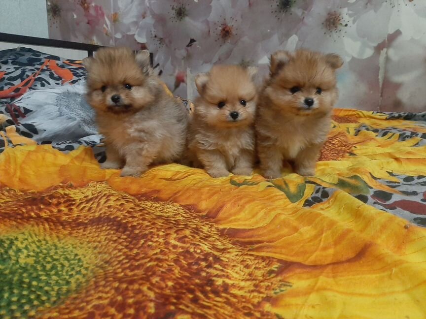 Минички девочки Шпица