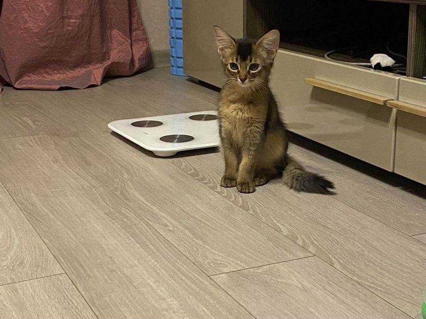 Абиссинский котенок девочка