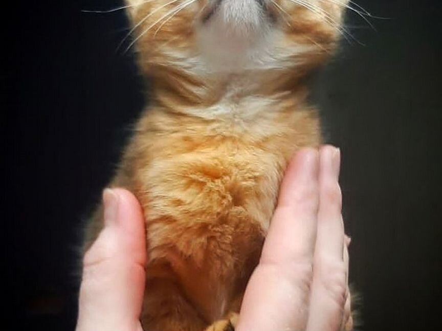 Абиссинские котята дикий окрас
