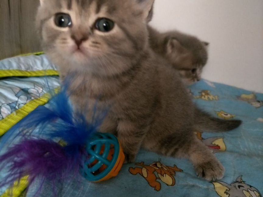 Британские вислоухие котята