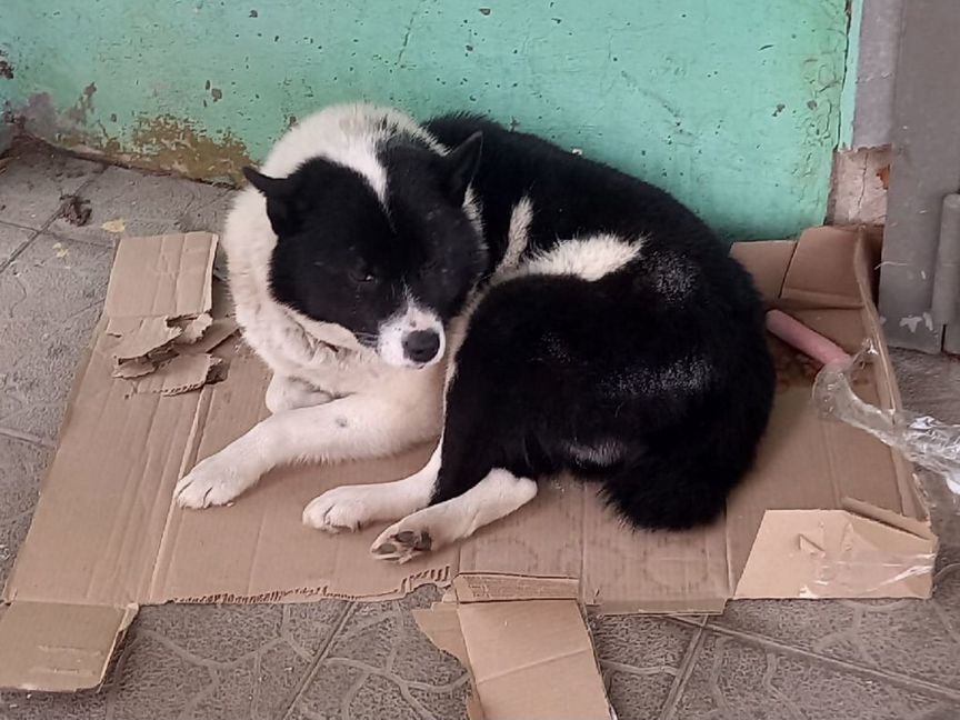 Русско европейская лайка