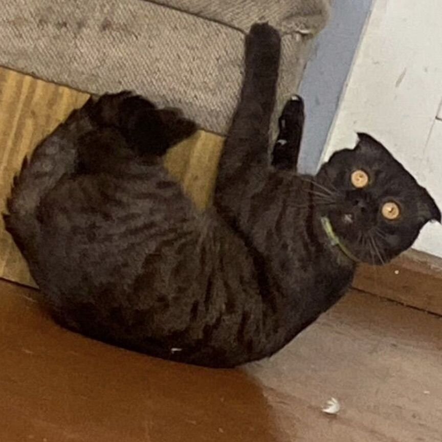 Шотландский кот