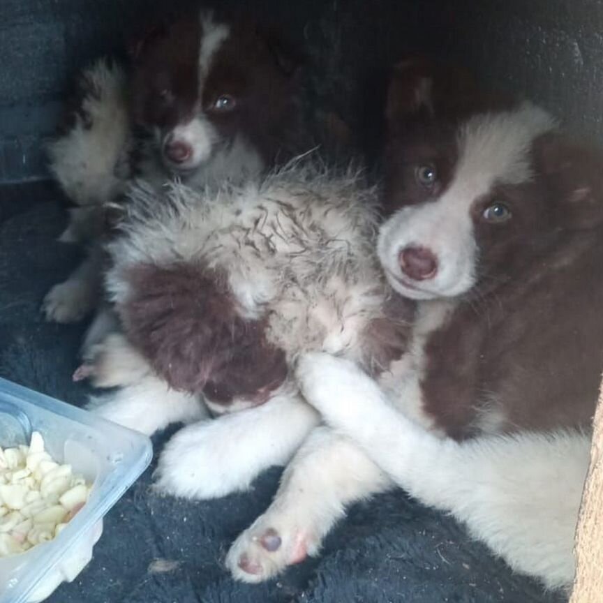 Щенок в добрые руки