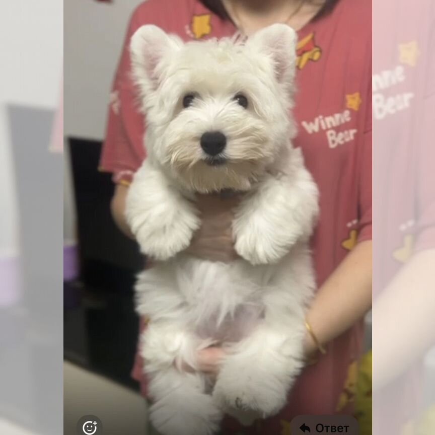 Вест-хайленд-уайт-терьер, щенок