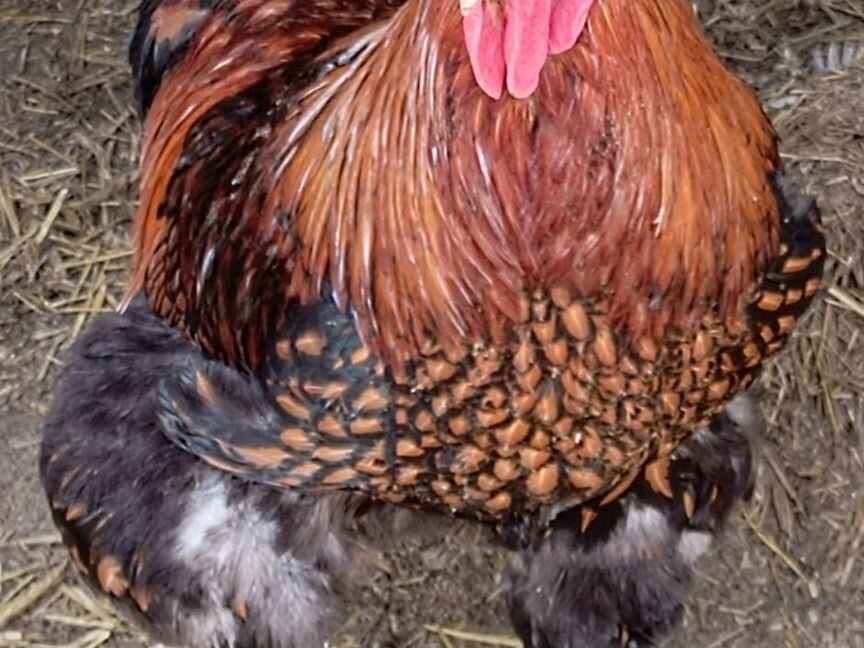 Петух породы Виандот