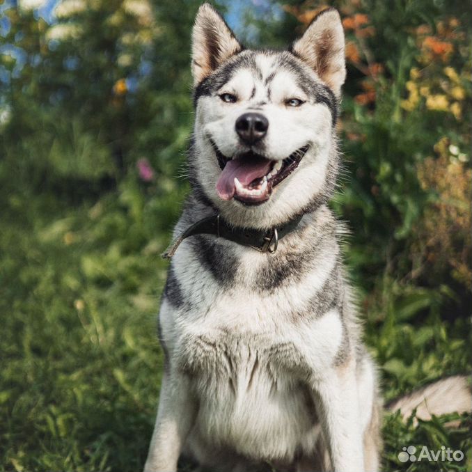 Якутская красавица в добрые руки, собака