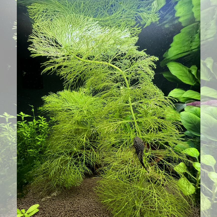 Кабомба аквариумная