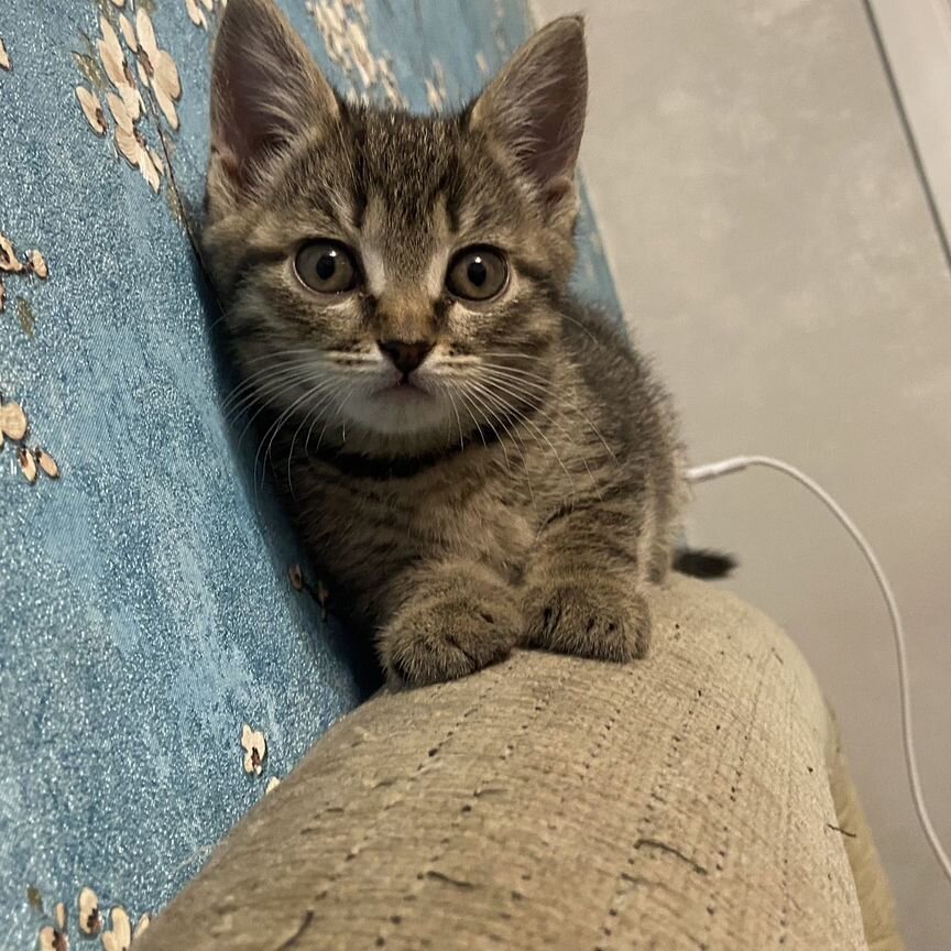 Котенок в добрые руки