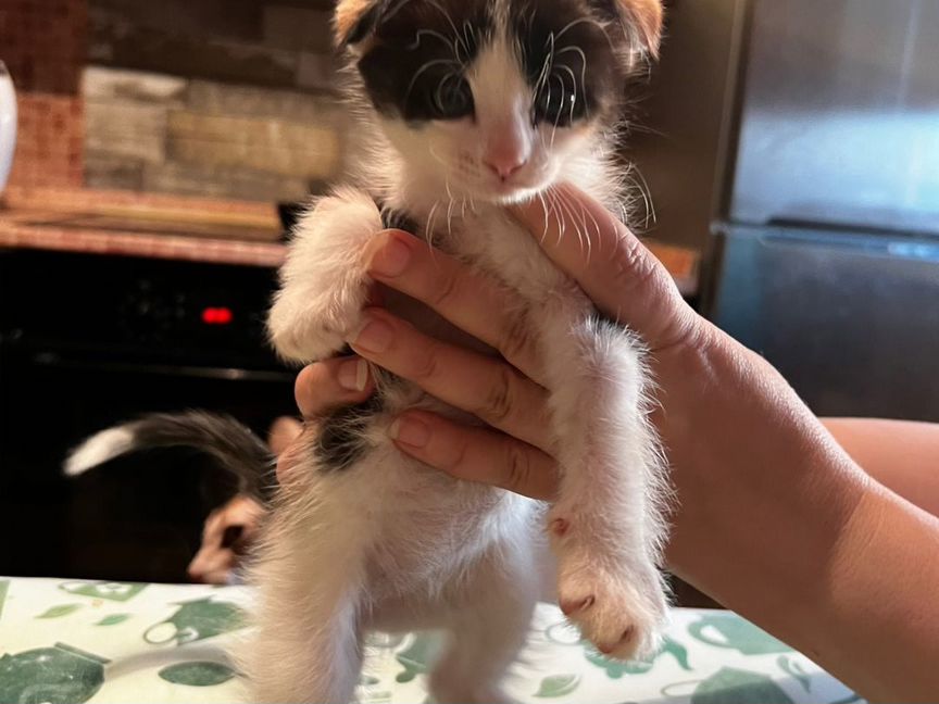 Вислоухие котята
