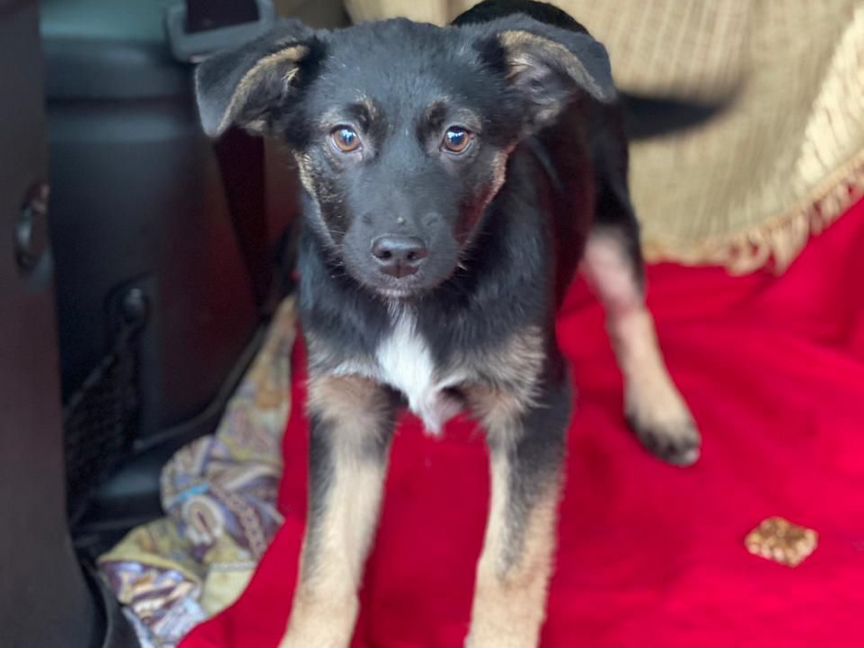 Щенок небольшая собачка