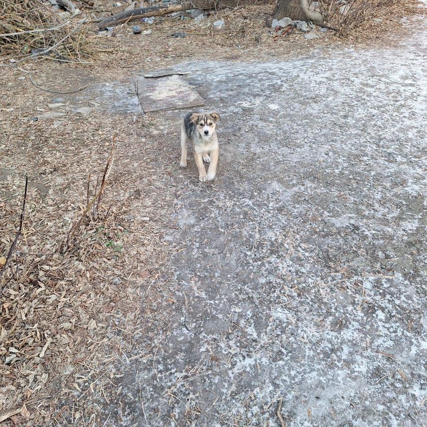 Щенок, милая мордашка-счастье в дом