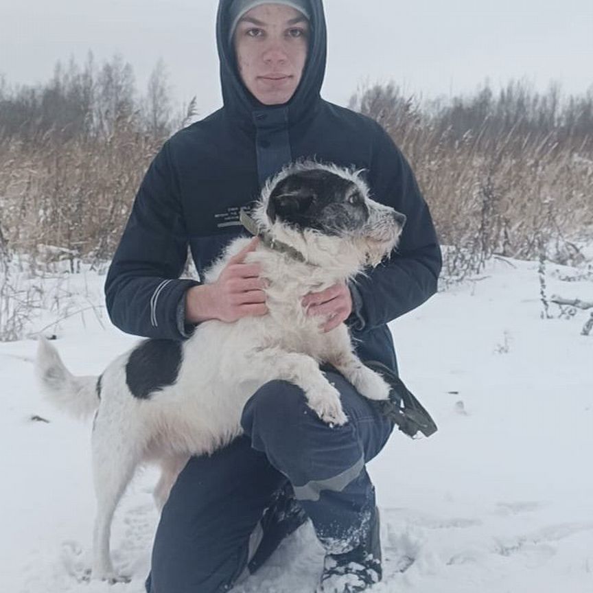 Метис фокса Кекс