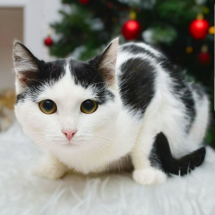 Кисоньке нужен дом