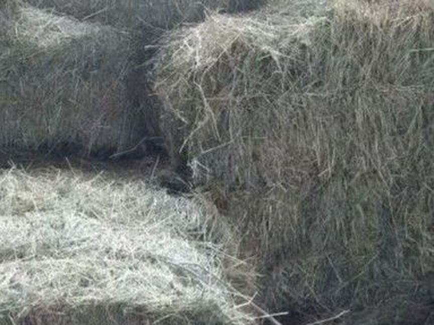 Сено степное