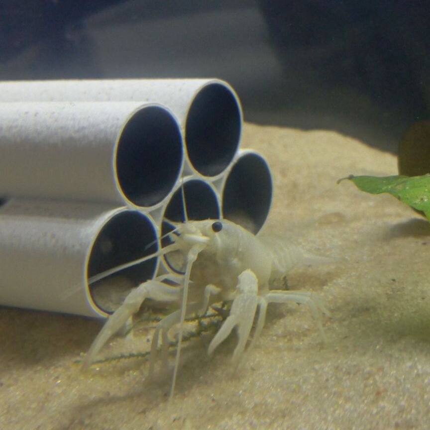 Аквариумные раки