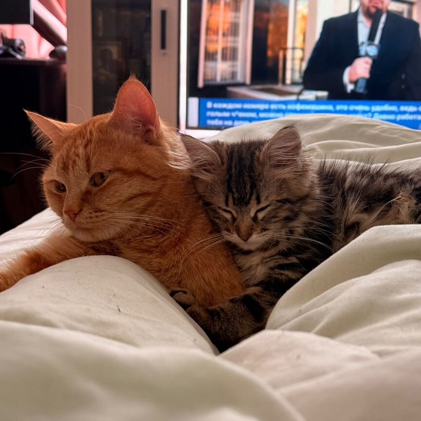Котёнок в добрые руки