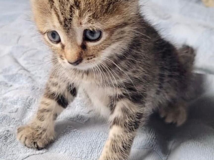 Котенок в добрые руки