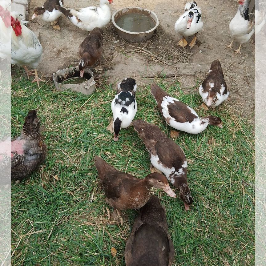 Мускусные утки разные возраста