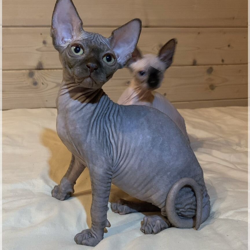 Канадский сфинкс котёнок