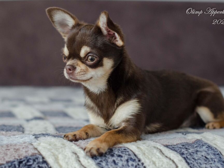 Чихуа шоколадка