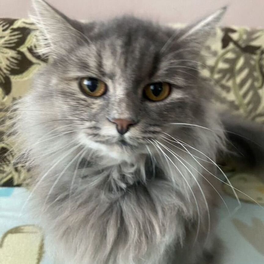 Сибирская кошечка бесплатно
