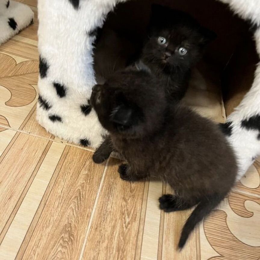 Британские котята