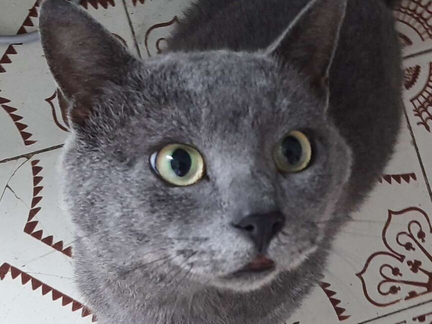 Ласкового кота придется отпустить