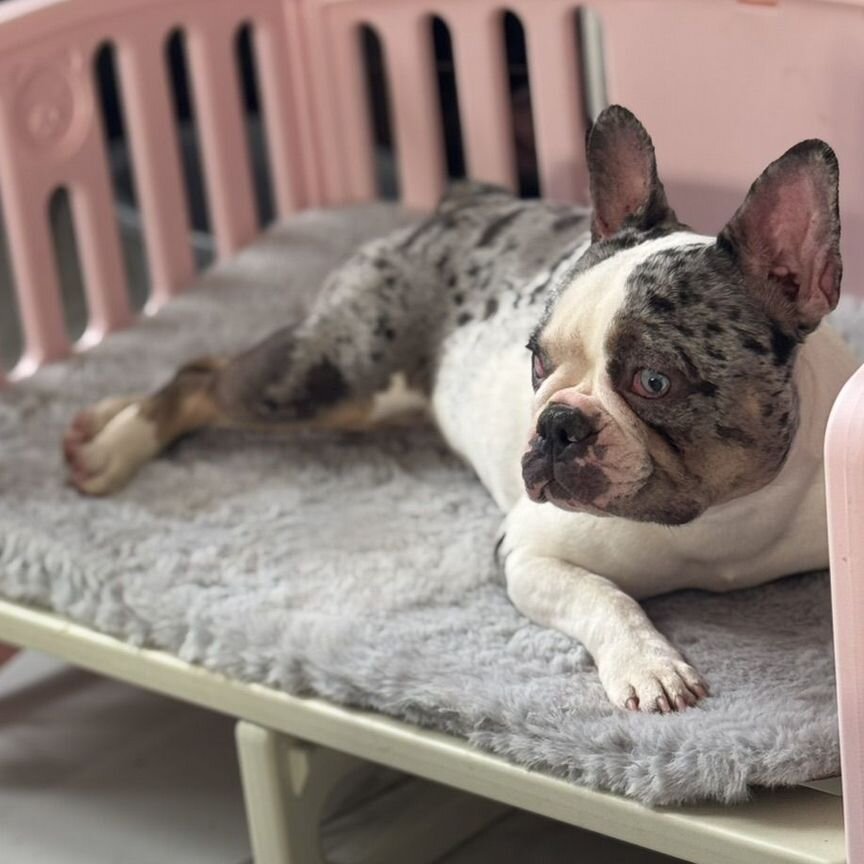 Французский бульдог, щенок