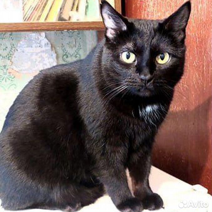 Черный кот Дёма
