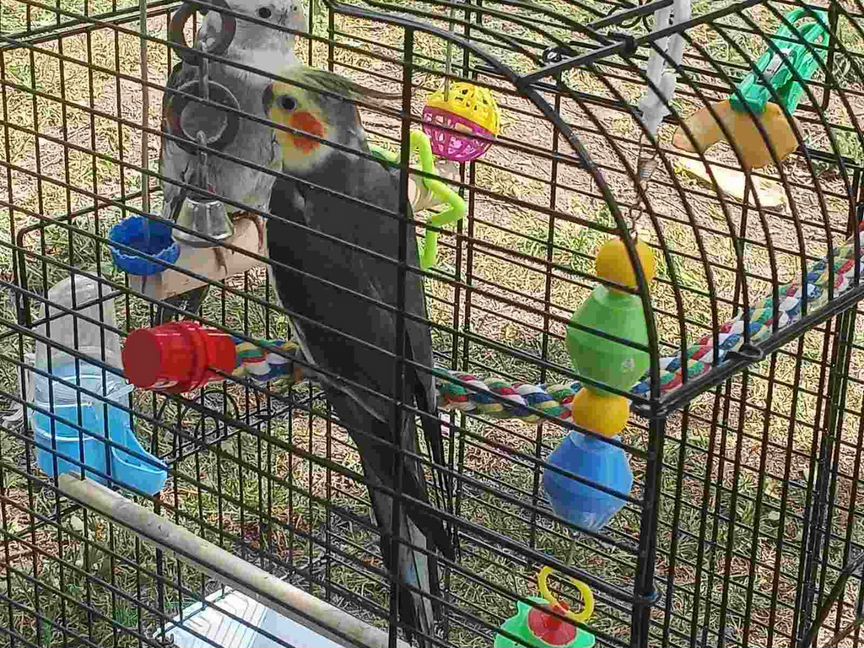 Попугай корелла