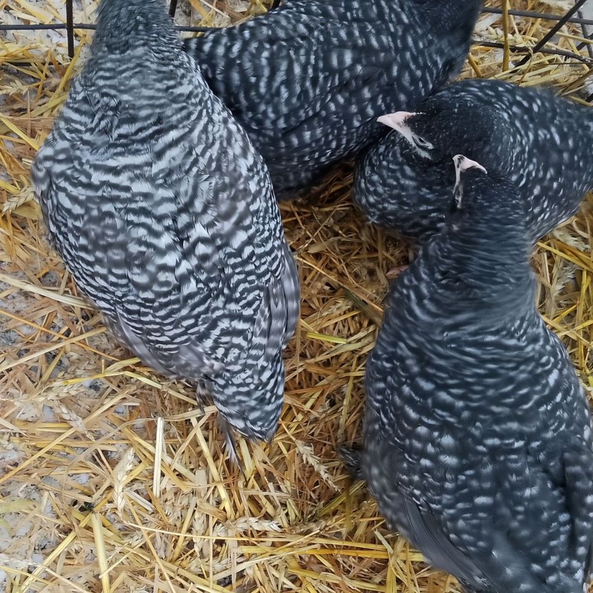 Молодка Мехеленской кукушки