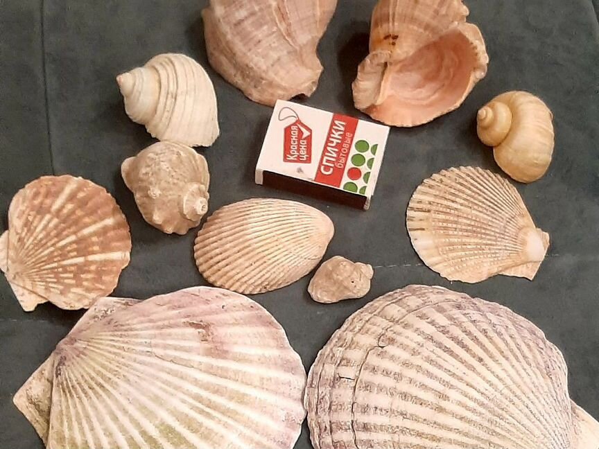 Декор для аквариума, ракушки
