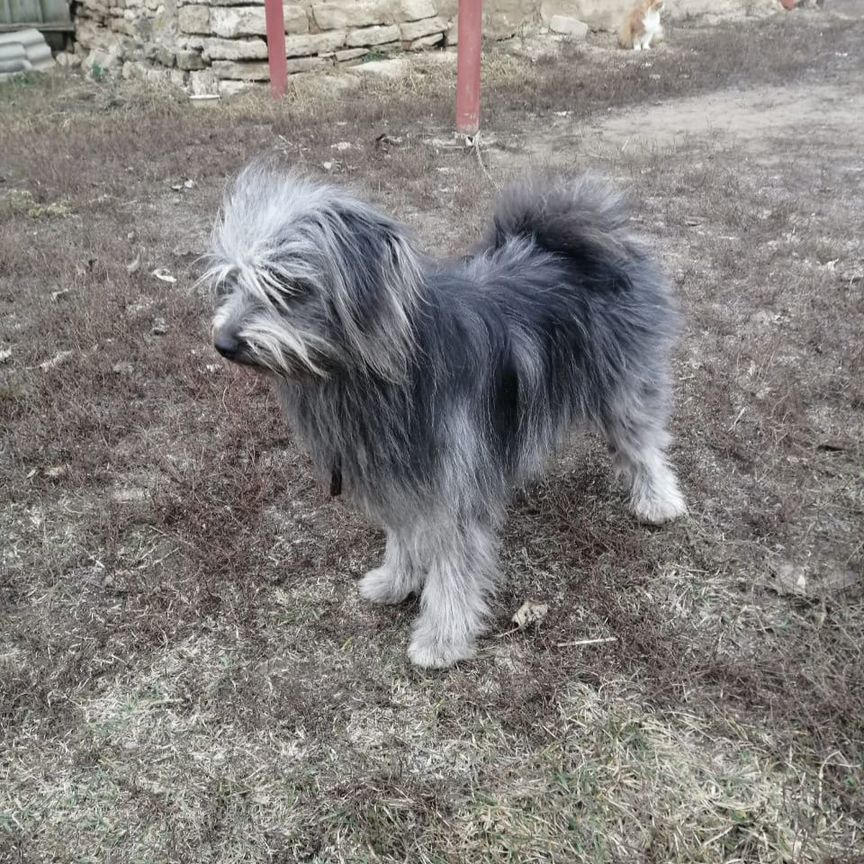 Отдам маленькую собачку в добрые руки