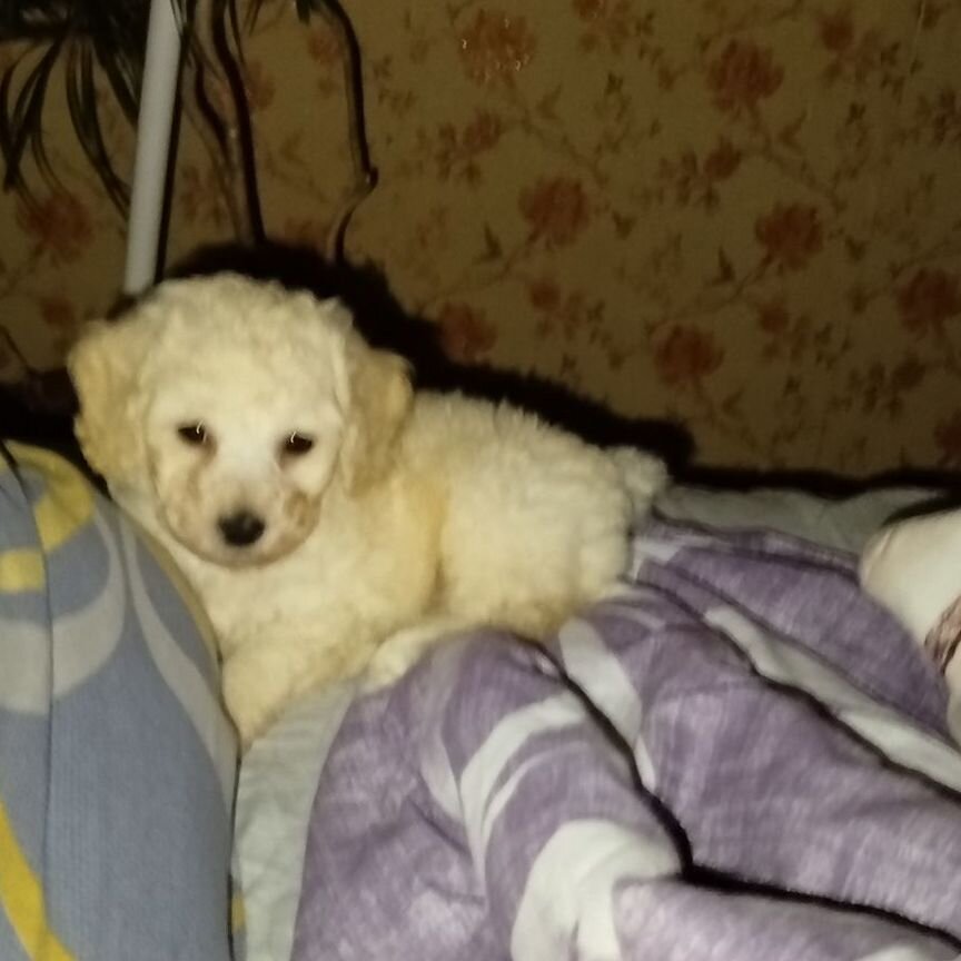 Продается щенок мальчик, 2 месяца, без документов