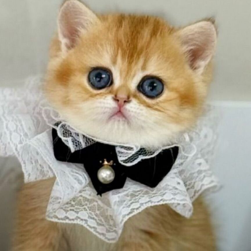 Шотландский прямоухий короткошёрстный котёнок