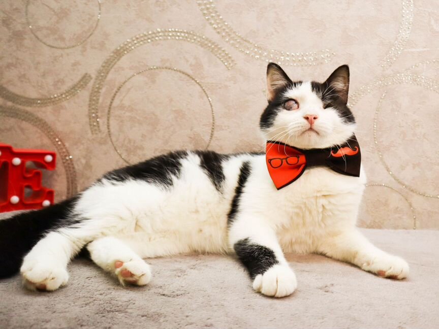 Особенный котик в дар