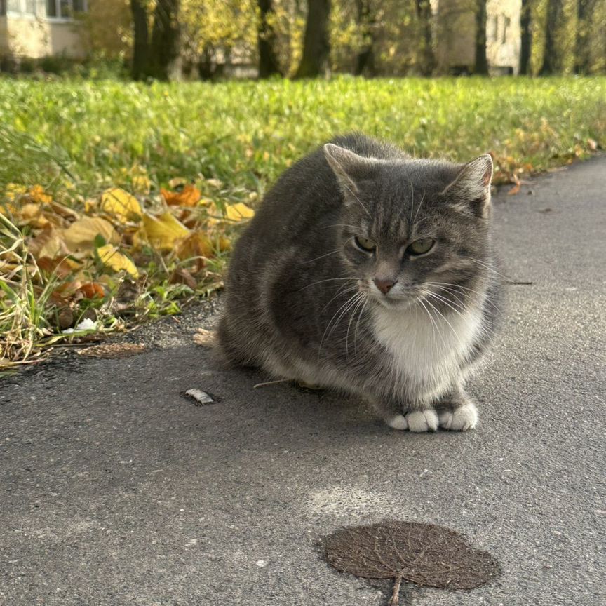 Домашняя кошка на улице