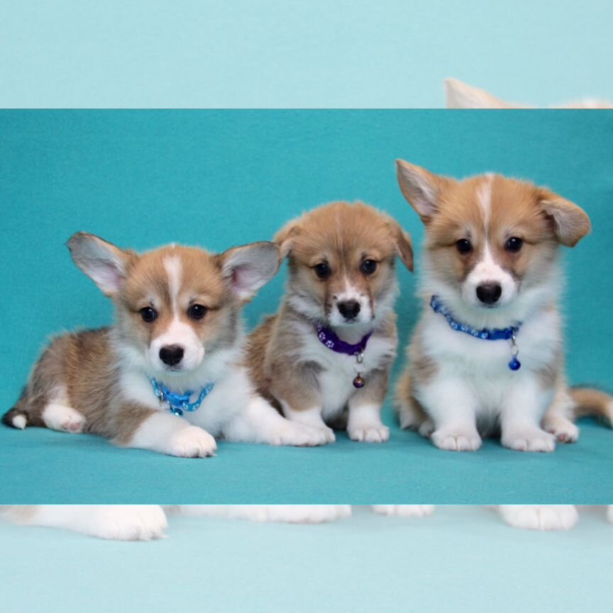 Вельш Корги Пемброк, щенок